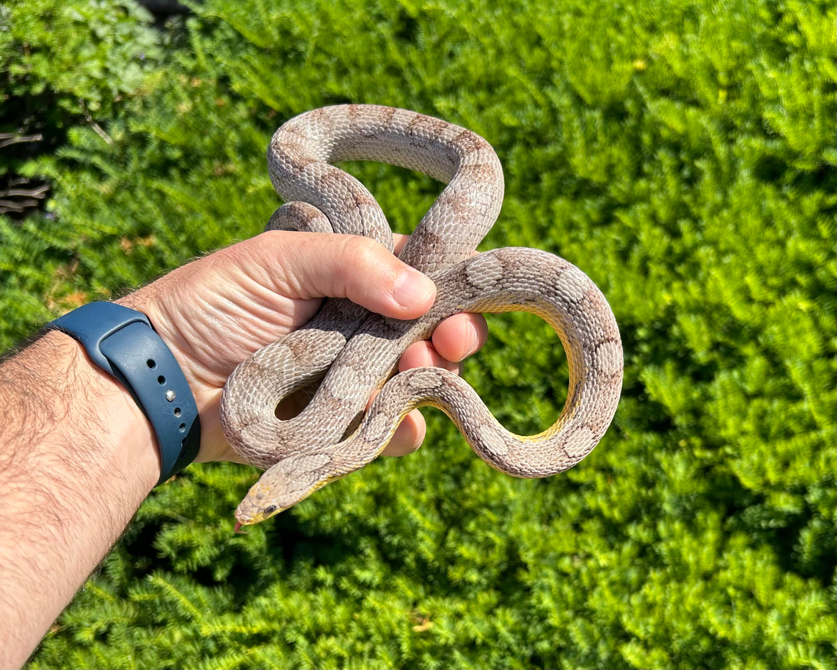 Adult Motley Ghost Corn Snake (Male) – Scales and Tails of Ohio