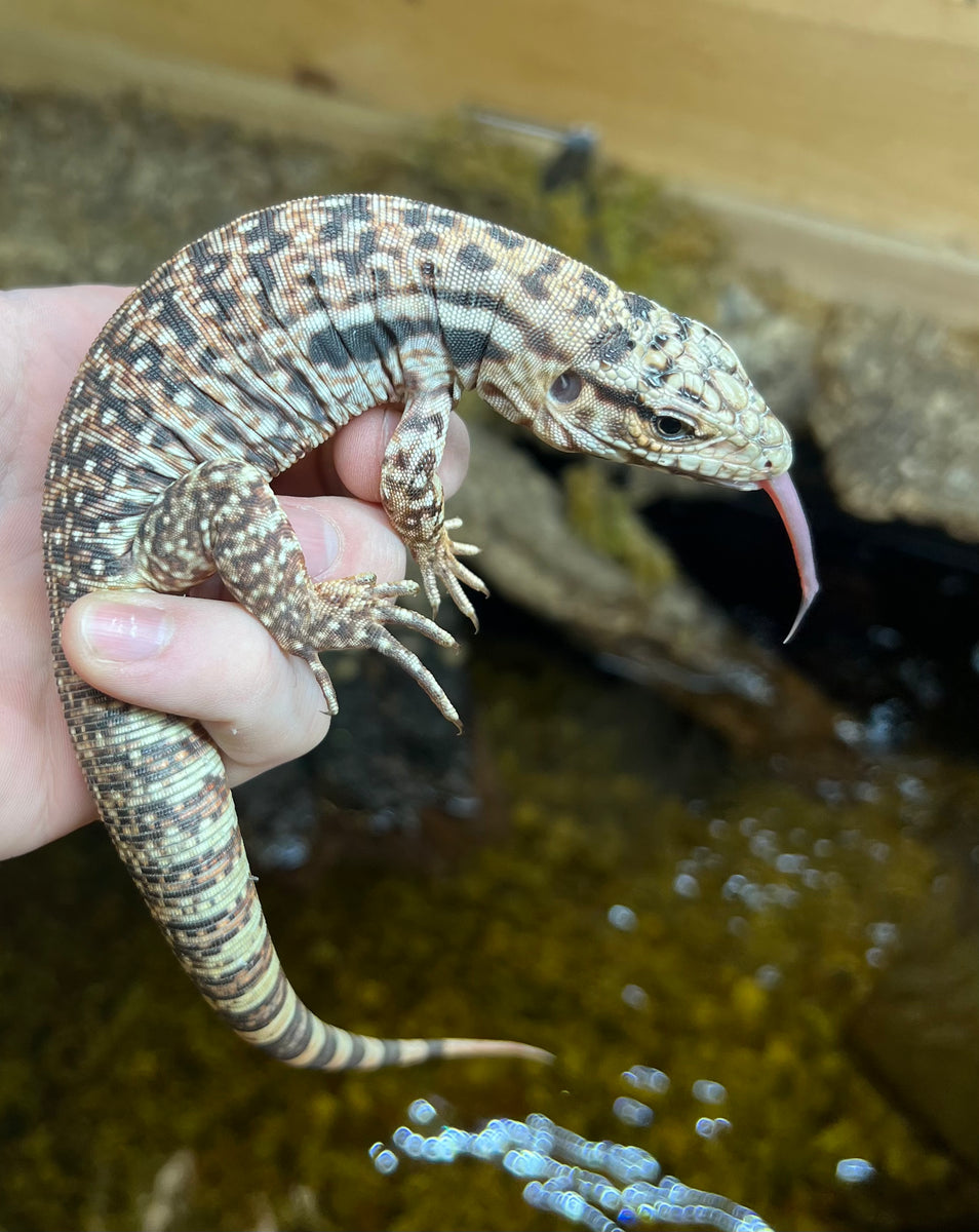 Baby Red Tegu – Scales and Tails of Ohio