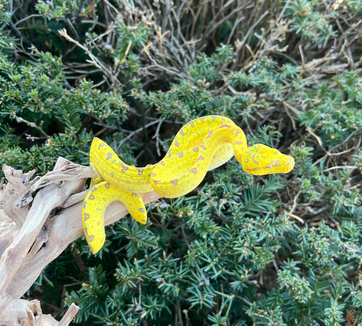 Juvenile Biak Green Tree Python (4) – Scales and Tails of Ohio