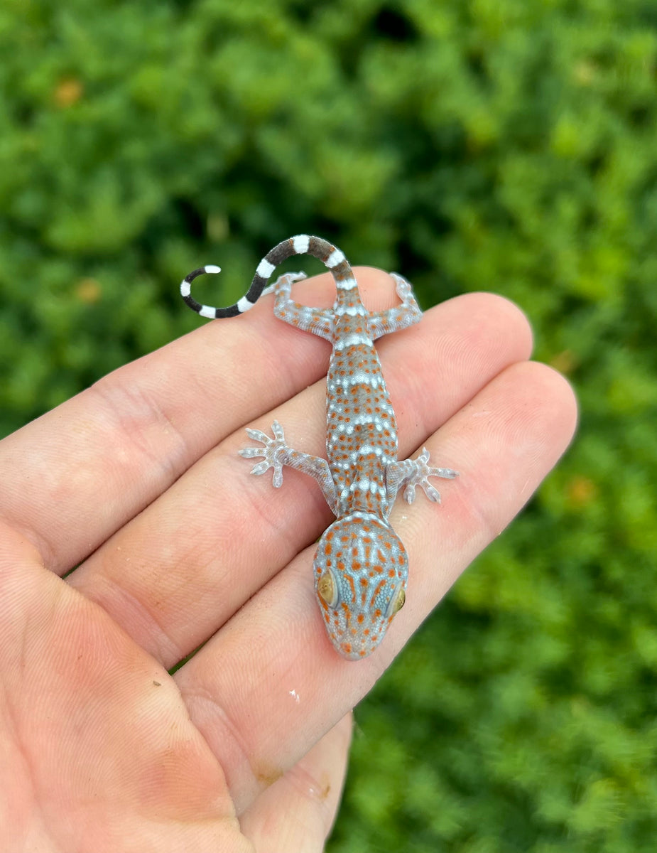 Baby Tokay Gecko (2) – Scales and Tails of Ohio