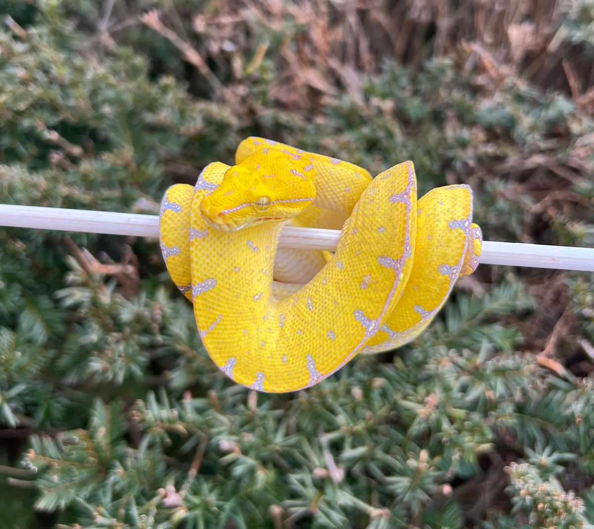 Baby Manokwari Green Tree Python (2) – Scales and Tails of Ohio