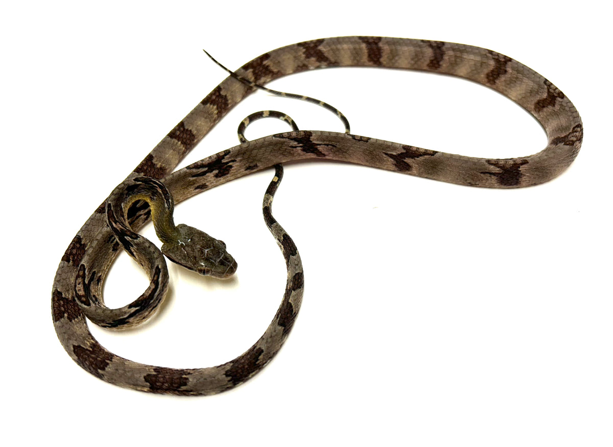 Juvenile Malaysian Dog-Toothed Cat Snake (Female 1) – Scales and Tails ...