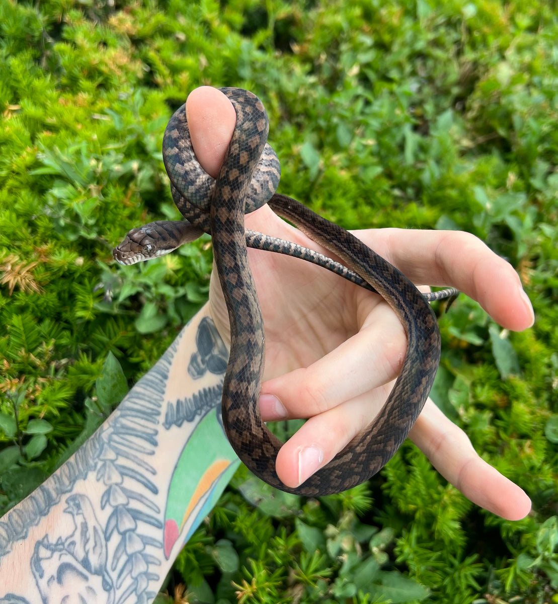 Baby Merauke Scrub Python (Male) – Scales and Tails of Ohio