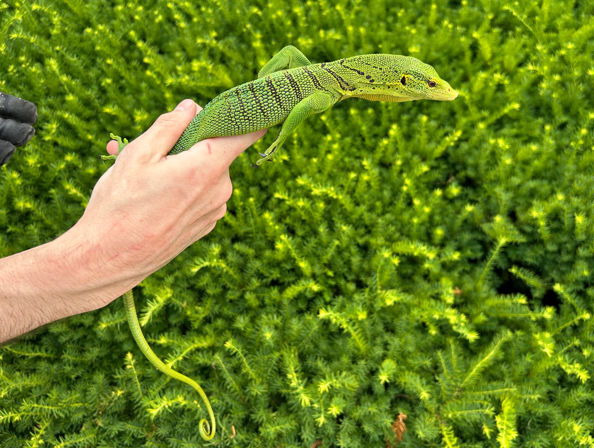 Adult Green Tree Monitor (Male 2) – Scales and Tails of Ohio