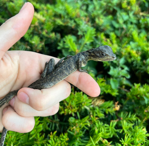 Other Lizards – Scales and Tails of Ohio