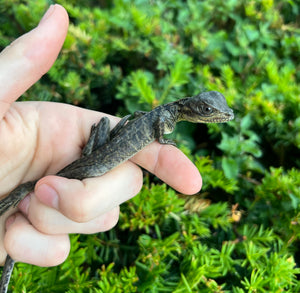 Baby Giant Sailfin Dragon – Scales and Tails of Ohio