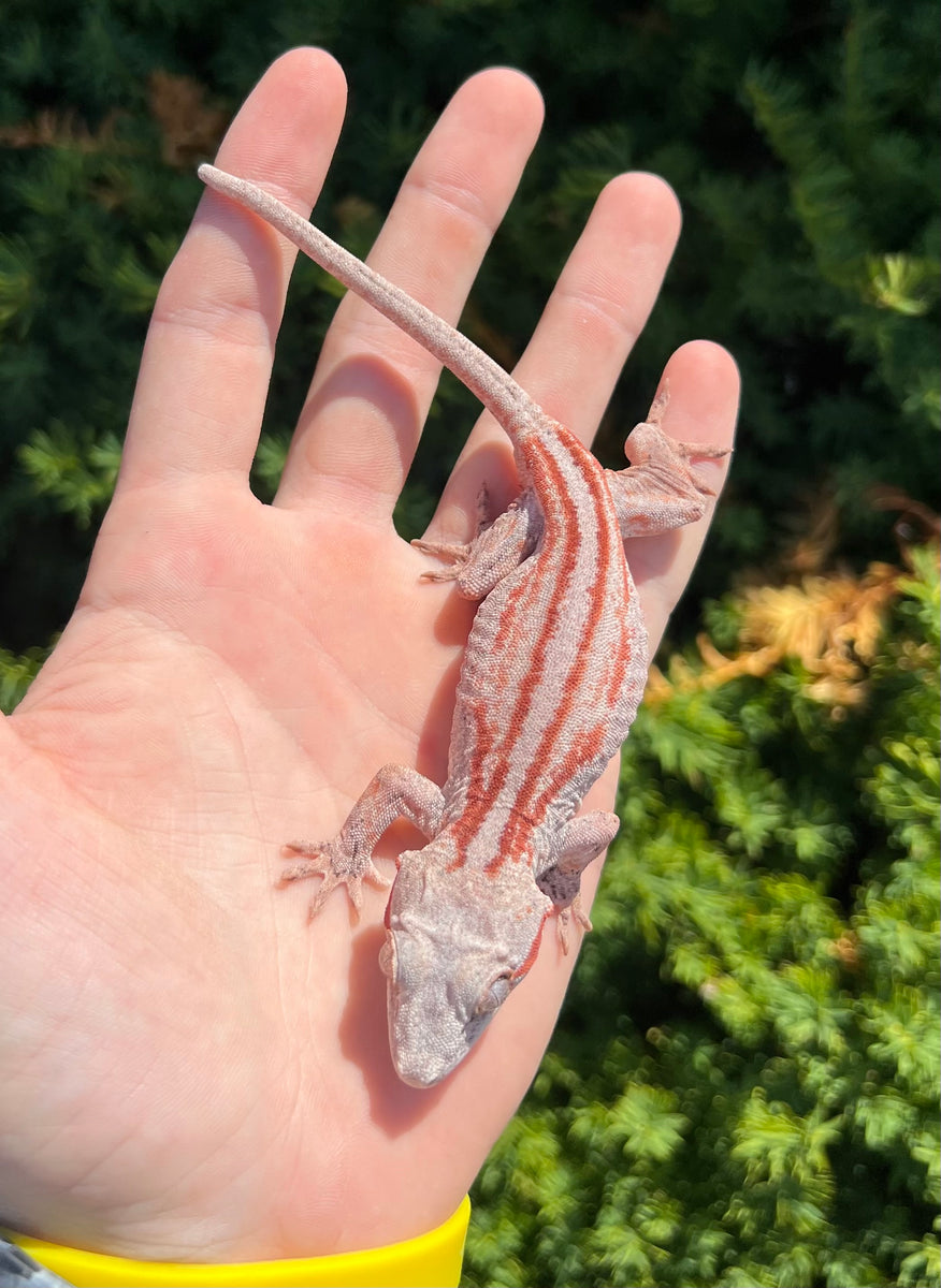 Adult Red Stripe Gargoyle Gecko (Female 1) – Scales and Tails of Ohio