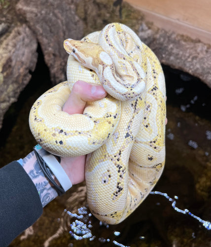 Ball Pythons – Scales and Tails of Ohio