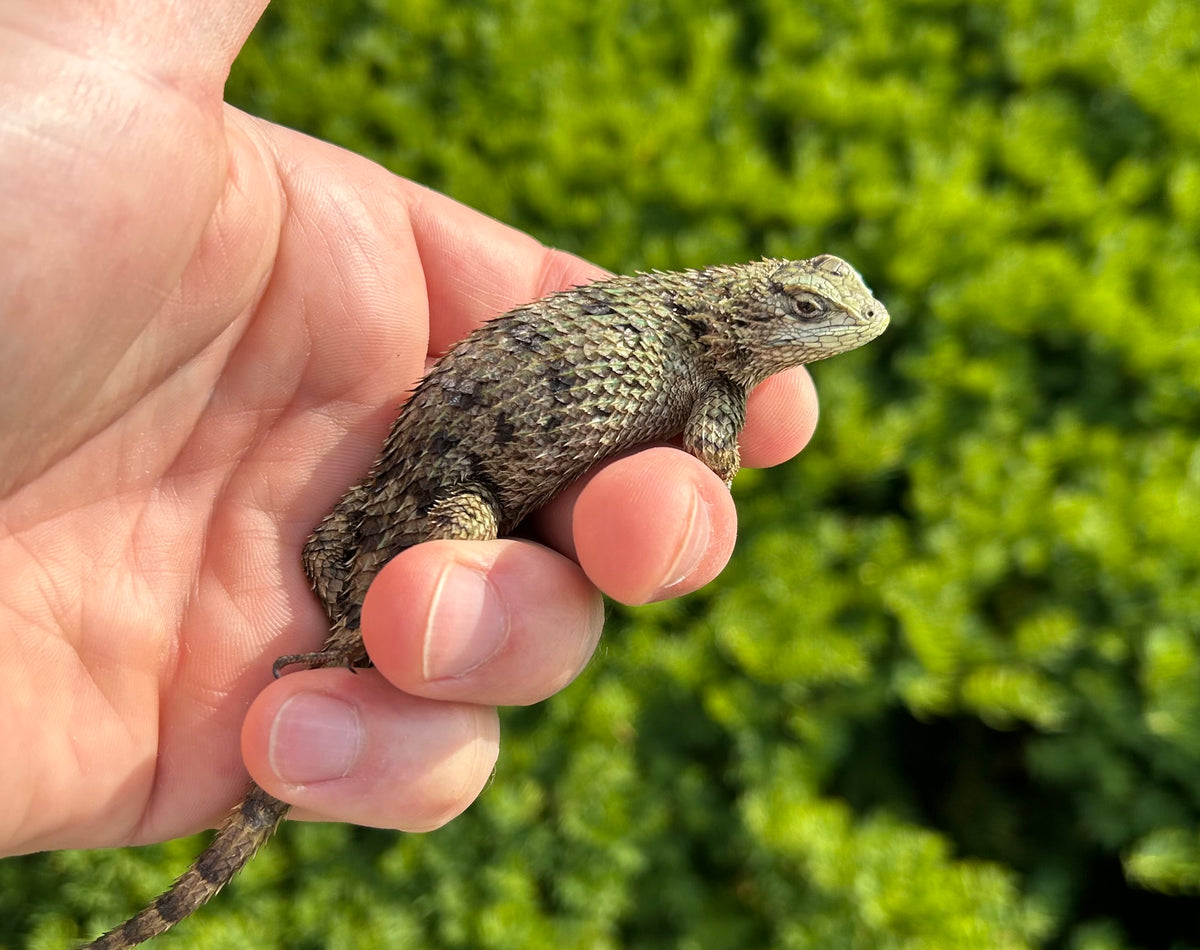 Emerald Swift – Scales and Tails of Ohio