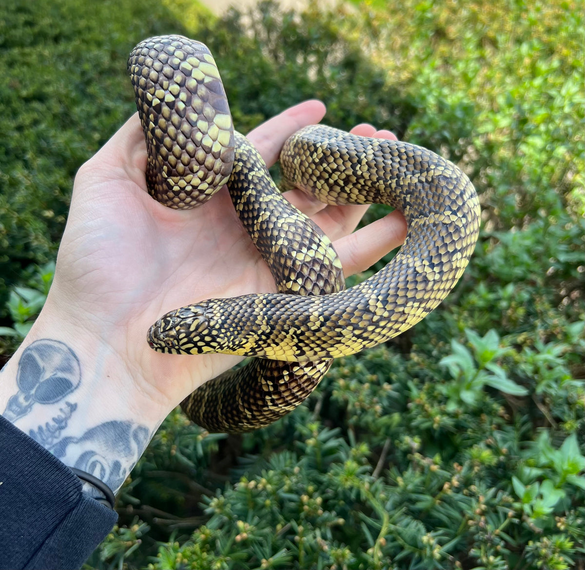 Adult Florida Kingsnake (Female) – Scales and Tails of Ohio