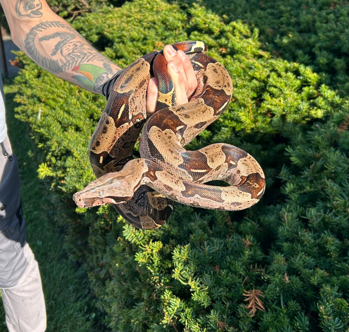 Sub-Adult Guyana Boa (Female) – Scales and Tails of Ohio