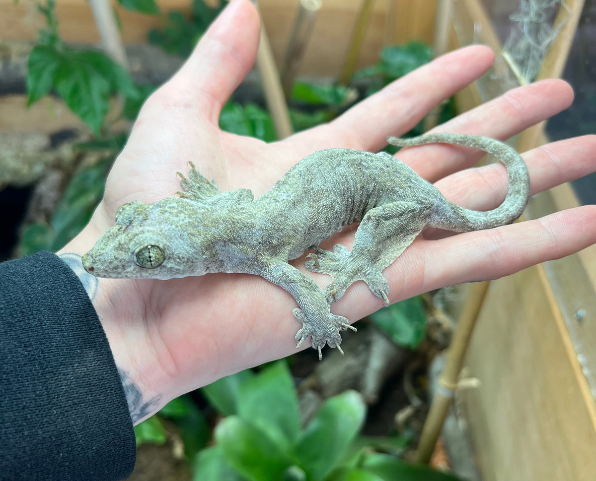 Adult Halmahera Gecko – Scales and Tails of Ohio
