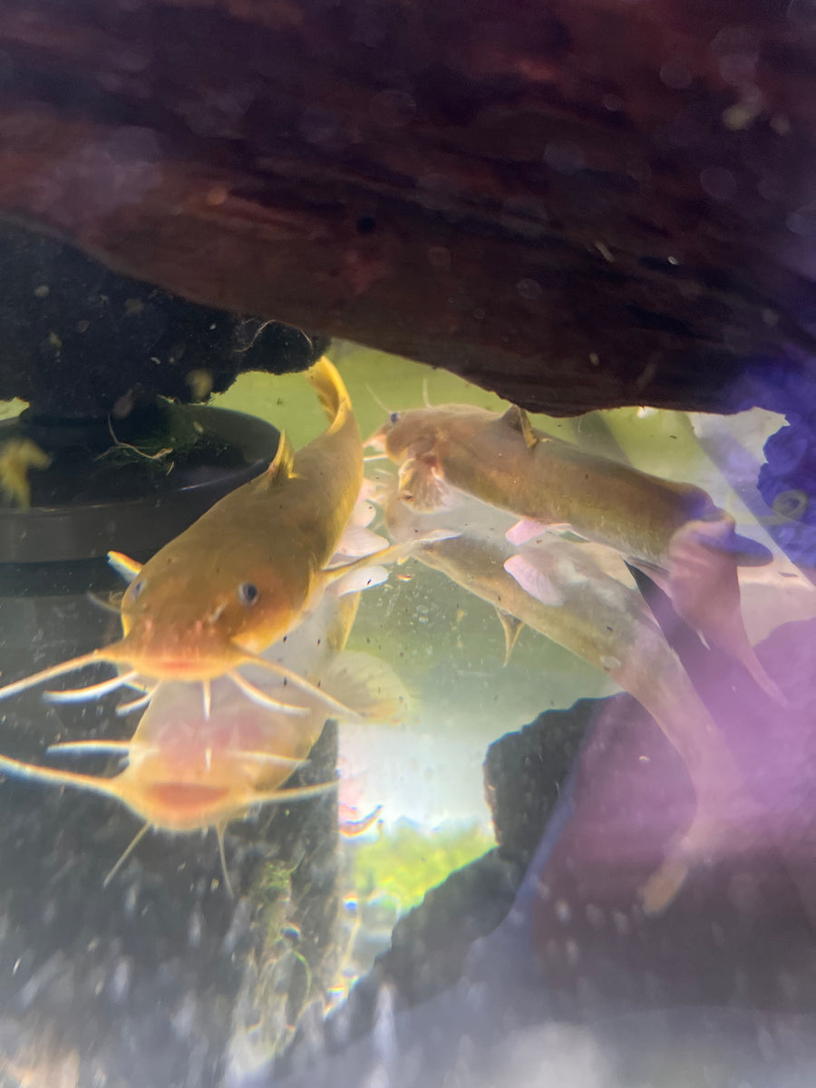 Stone Catfish – Scales and Tails of Ohio