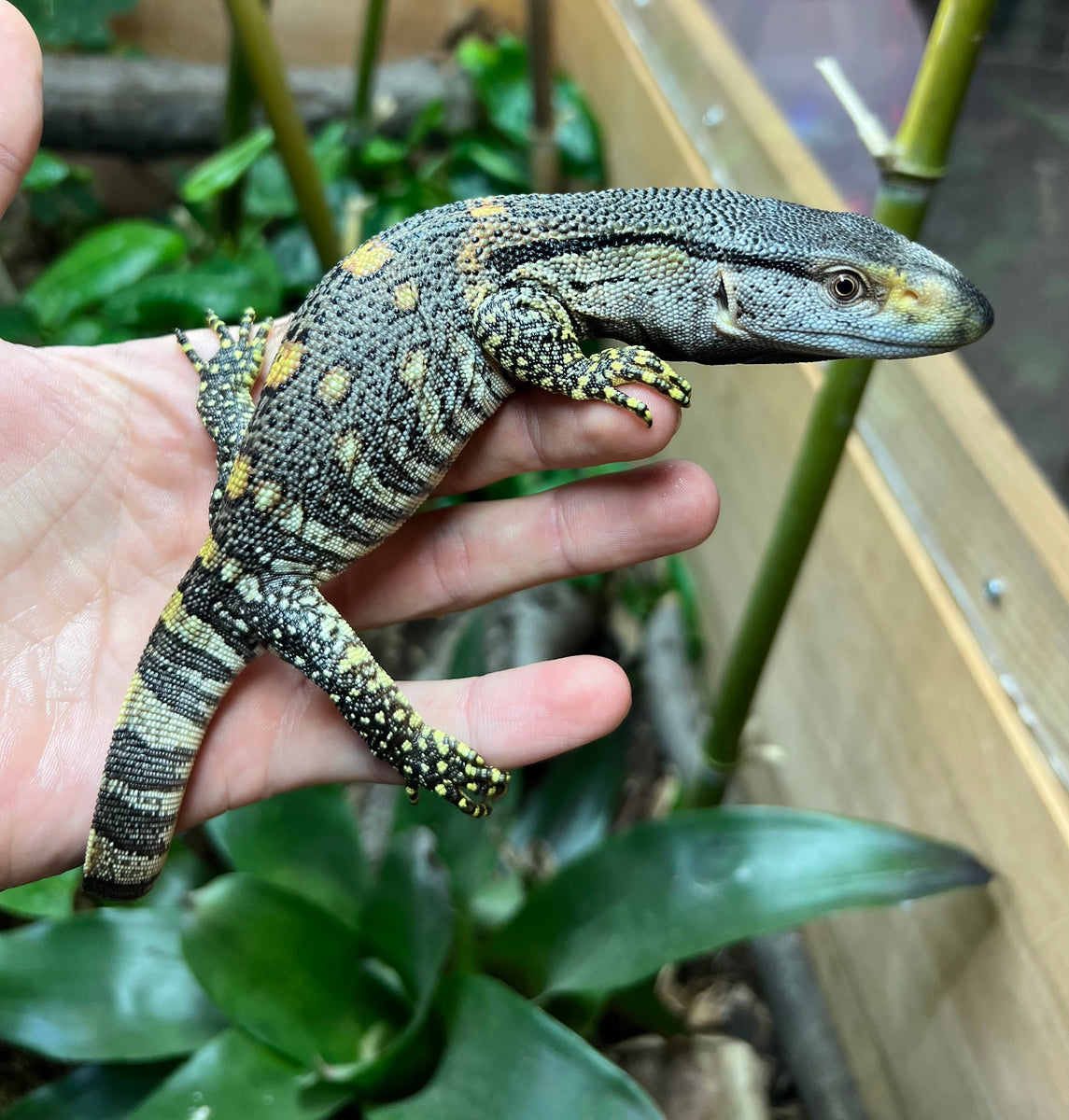Baby Black Throat Monitor (1) – Scales and Tails of Ohio