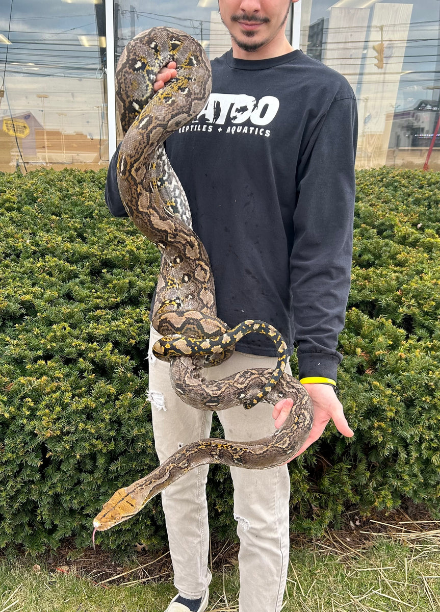 10’ Adult Reticulated Python (Male) – Scales and Tails of Ohio
