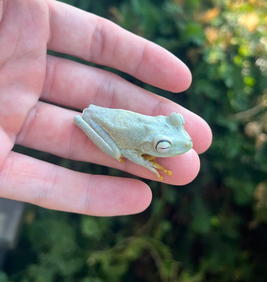 Emerald Eyed Tree Frog – Scales and Tails of Ohio