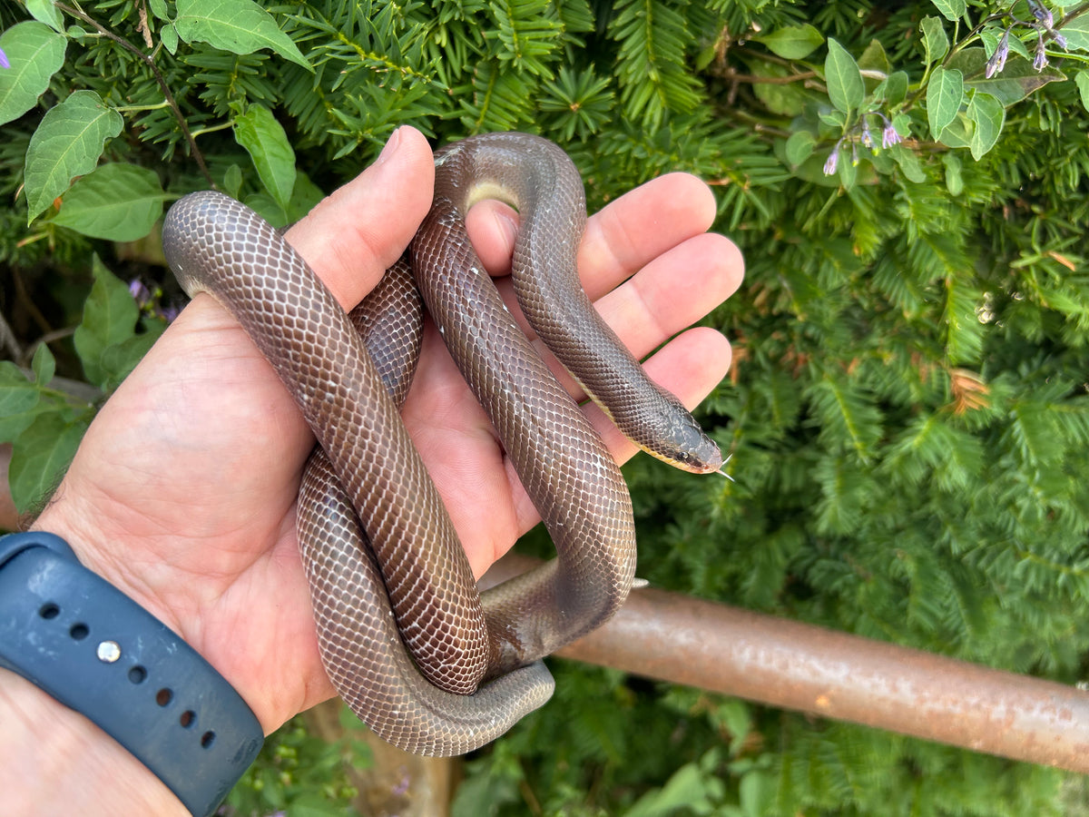 Adult New World Burrowing Python (Male 2) – Scales and Tails of Ohio