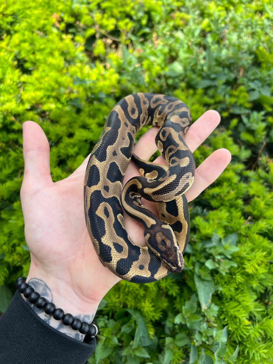 Juvenile Leopard Ball Python (Female) – Scales and Tails of Ohio