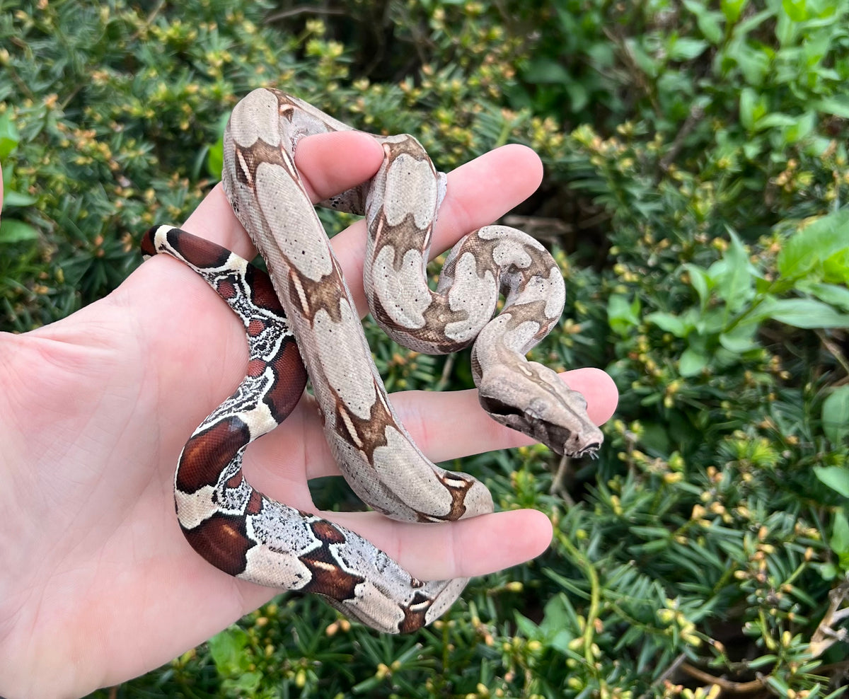 Baby Suriname Boa (Male 1) – Scales and Tails of Ohio