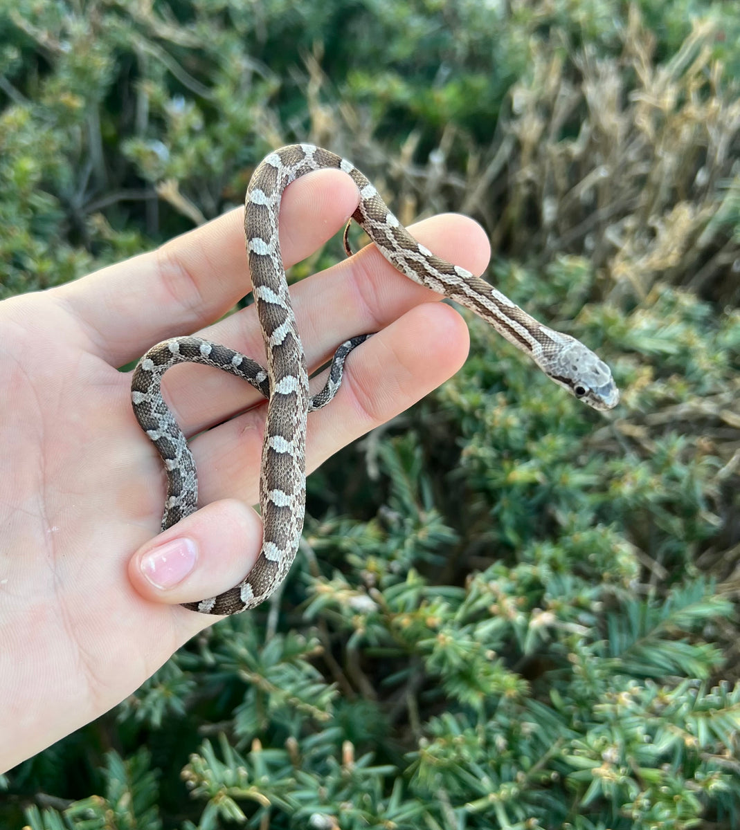 Baby Gray Ratsnake – Scales and Tails of Ohio