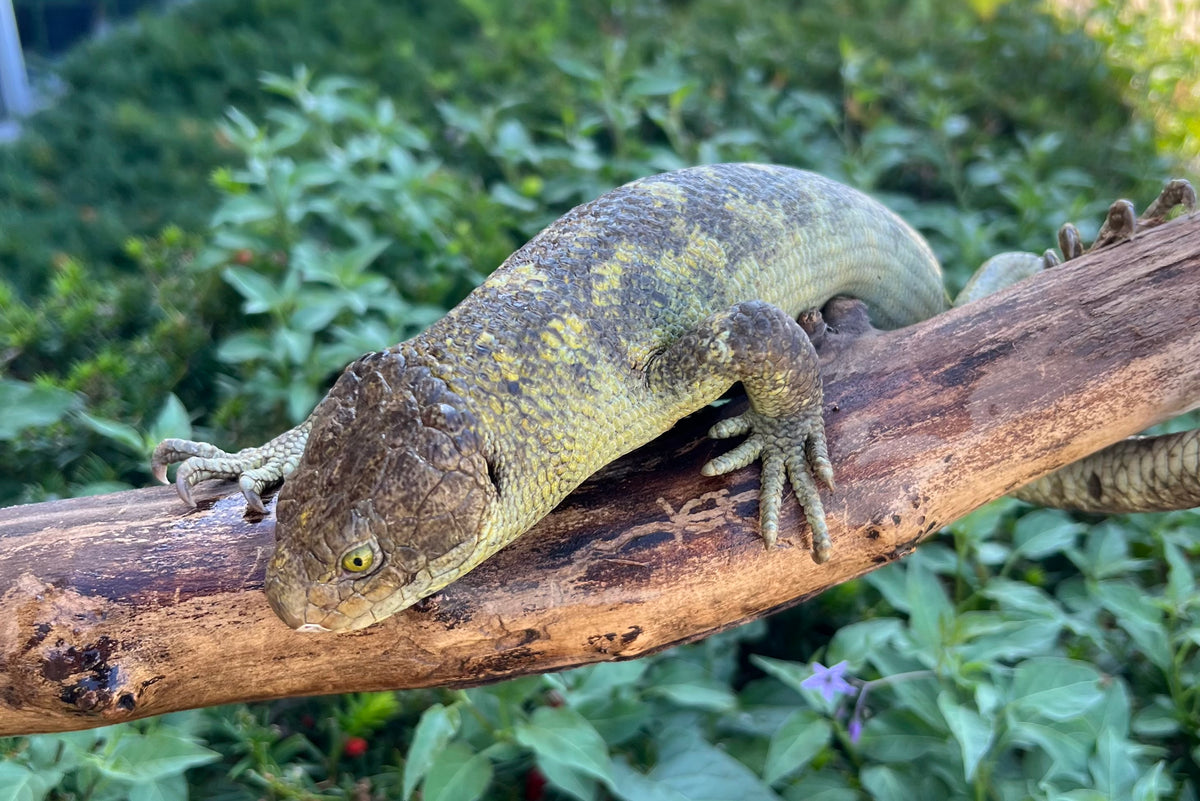 Adult Monkey-Tailed Skink (Male 2) – Scales and Tails of Ohio