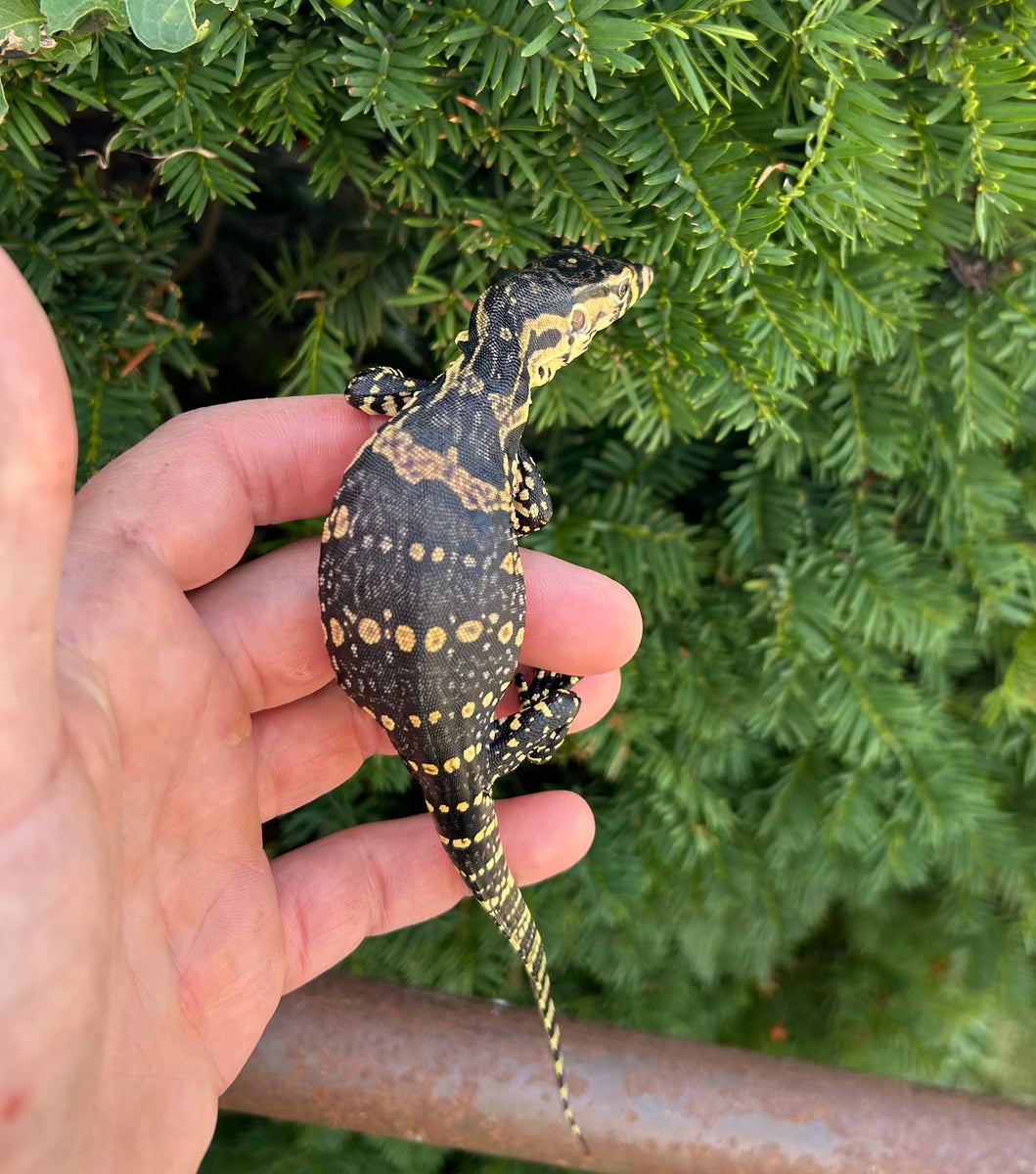 CBB Baby Asian Water Monitor (1) – Scales and Tails of Ohio