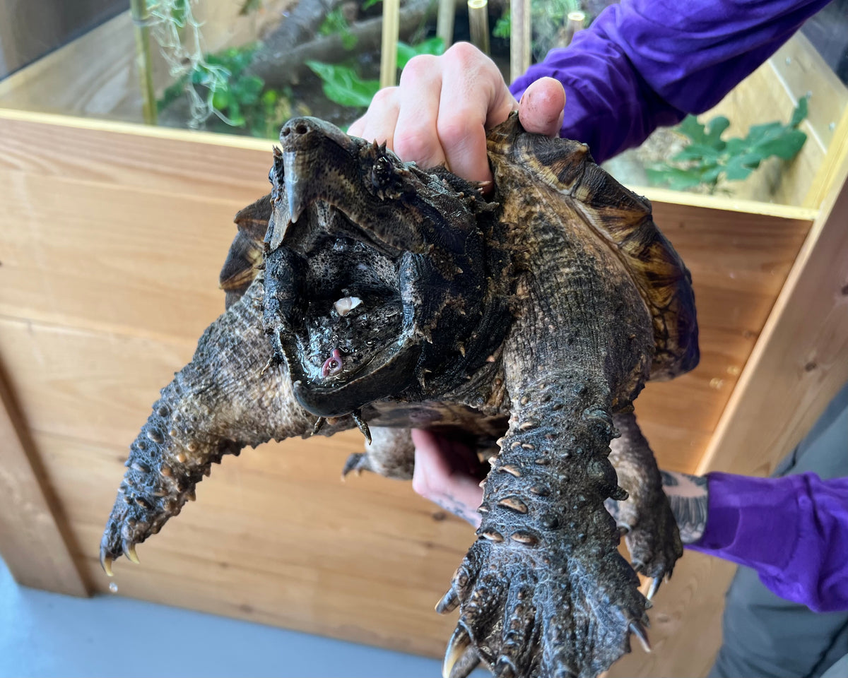 10” Alligator Snapping Turtle – Scales and Tails of Ohio