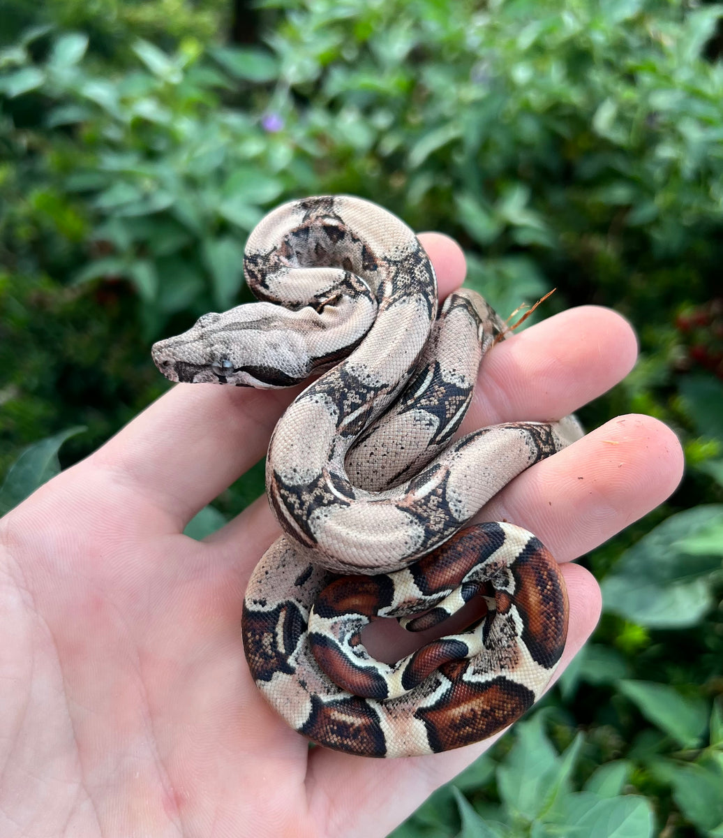 Baby Columbian Red-Tailed Boa Constrictor – Scales and Tails of Ohio