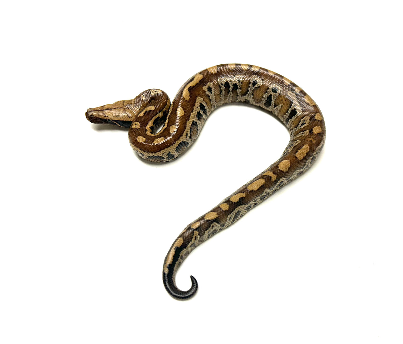 Pythons – Scales and Tails of Ohio