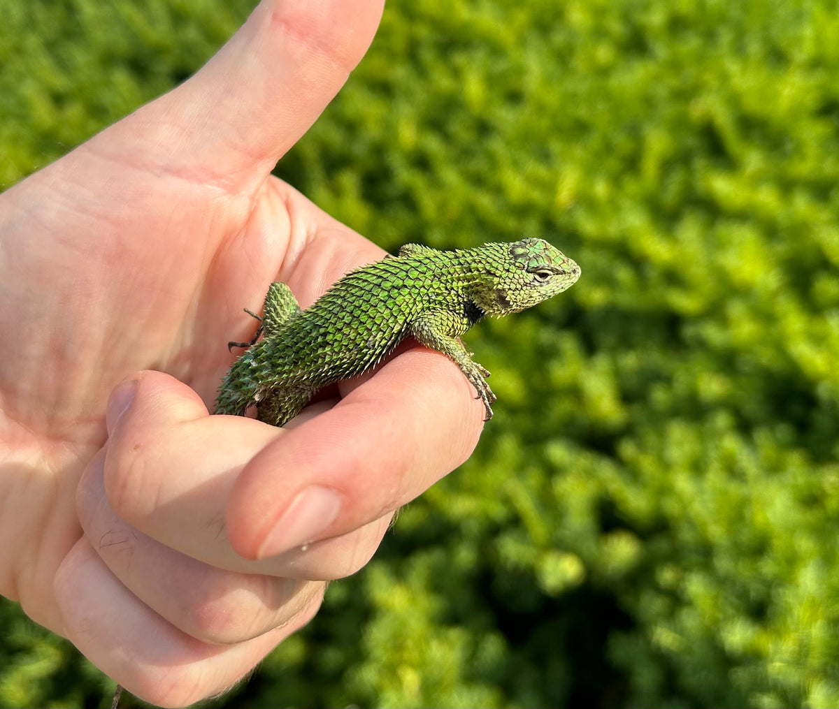 Emerald Swift – Scales and Tails of Ohio