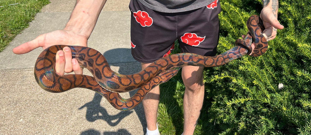 Adult Brazilian Rainbow Boa (Male 2) – Scales and Tails of Ohio