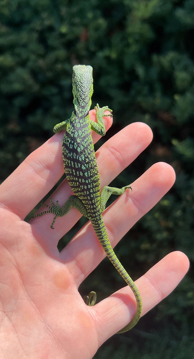 Baby Green Tree Monitor (1) – Scales and Tails of Ohio