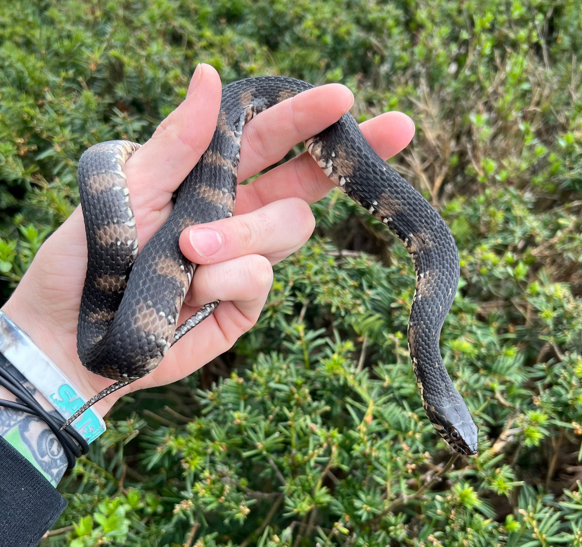 Sub-Adult Banded Water Snake – Scales and Tails of Ohio