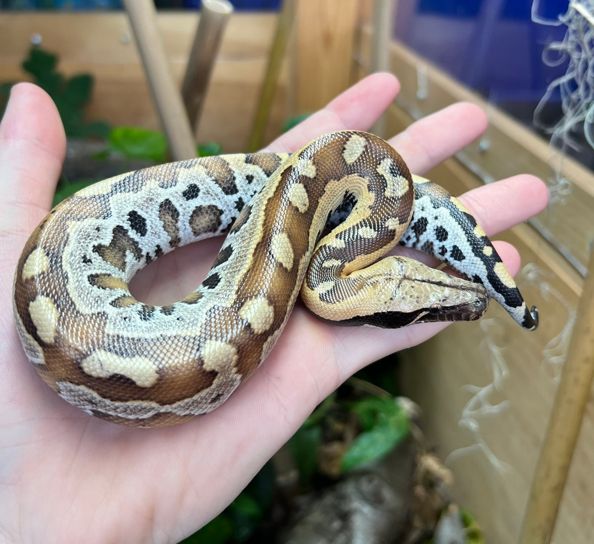 Baby Red Blood Python (Female 10) – Scales and Tails of Ohio