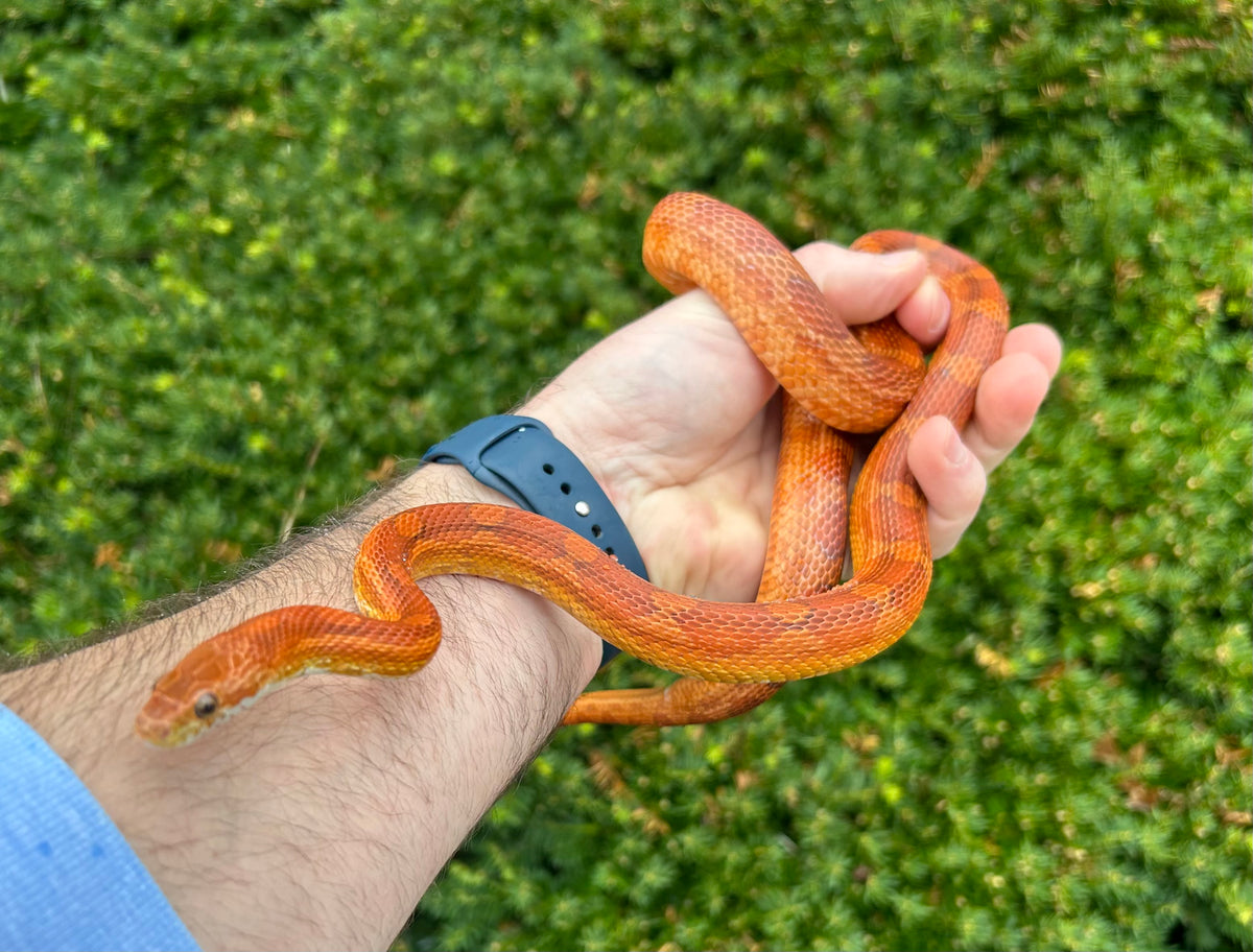 Sub-Adult Diffused Corn Snake (Male) – Scales and Tails of Ohio