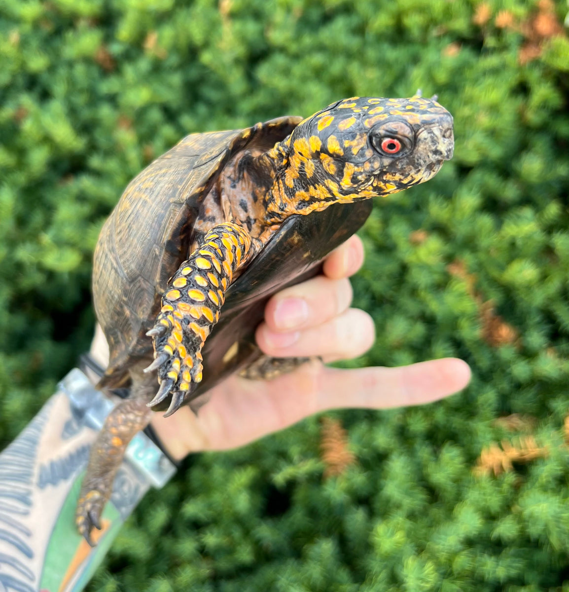 Adult Eastern Box Turtle (Male) – Scales and Tails of Ohio