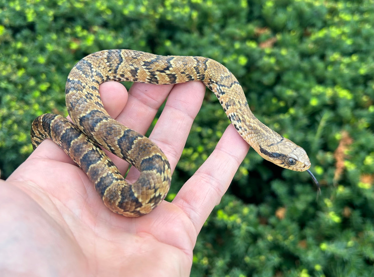 Juvenile False Water Cobra (Female) – Scales and Tails of Ohio