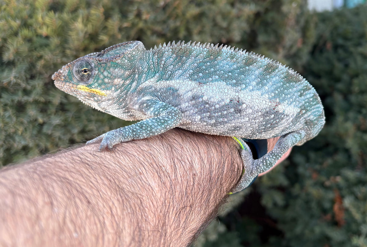 Adult Ambilobe Panther Chameleon (Male 1) – Scales and Tails of Ohio