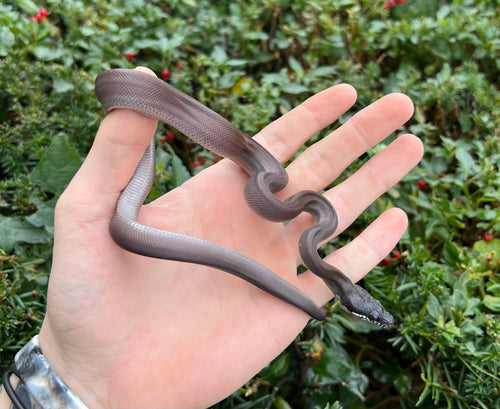 Pythons – Scales and Tails of Ohio