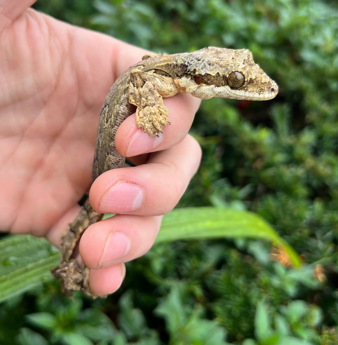 Adult Malaysian Flying Gecko – Scales and Tails of Ohio