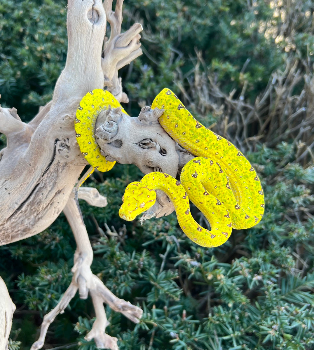 Juvenile Biak Green Tree Python (7) – Scales and Tails of Ohio