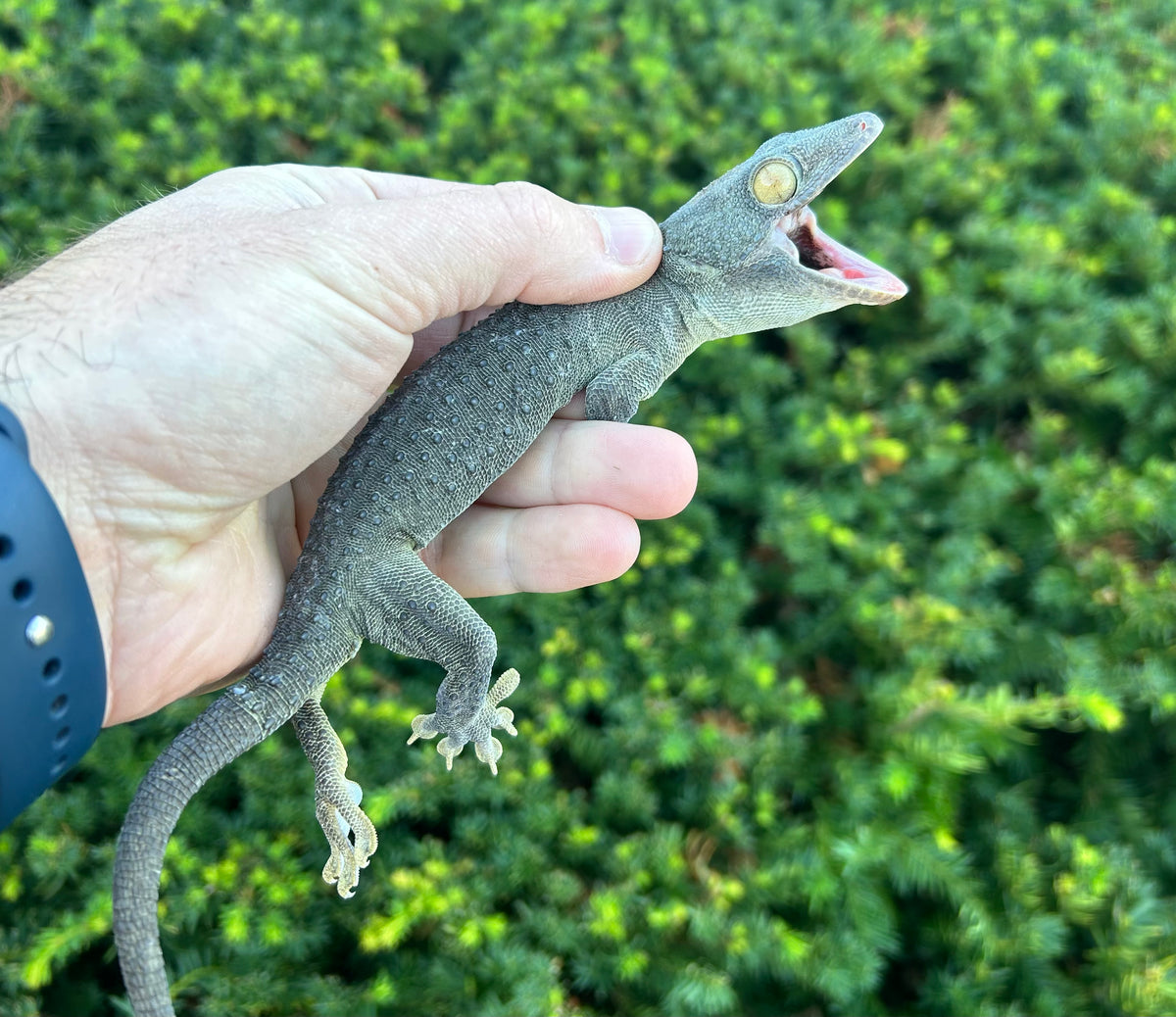 Adult ‘Patternless’ Tokay Gecko (Male 1) – Scales and Tails of Ohio