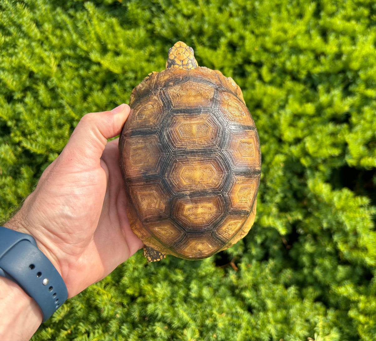 Small ‘High-Yellow’ Yellow-Foot Tortoise (1) – Scales and Tails of Ohio