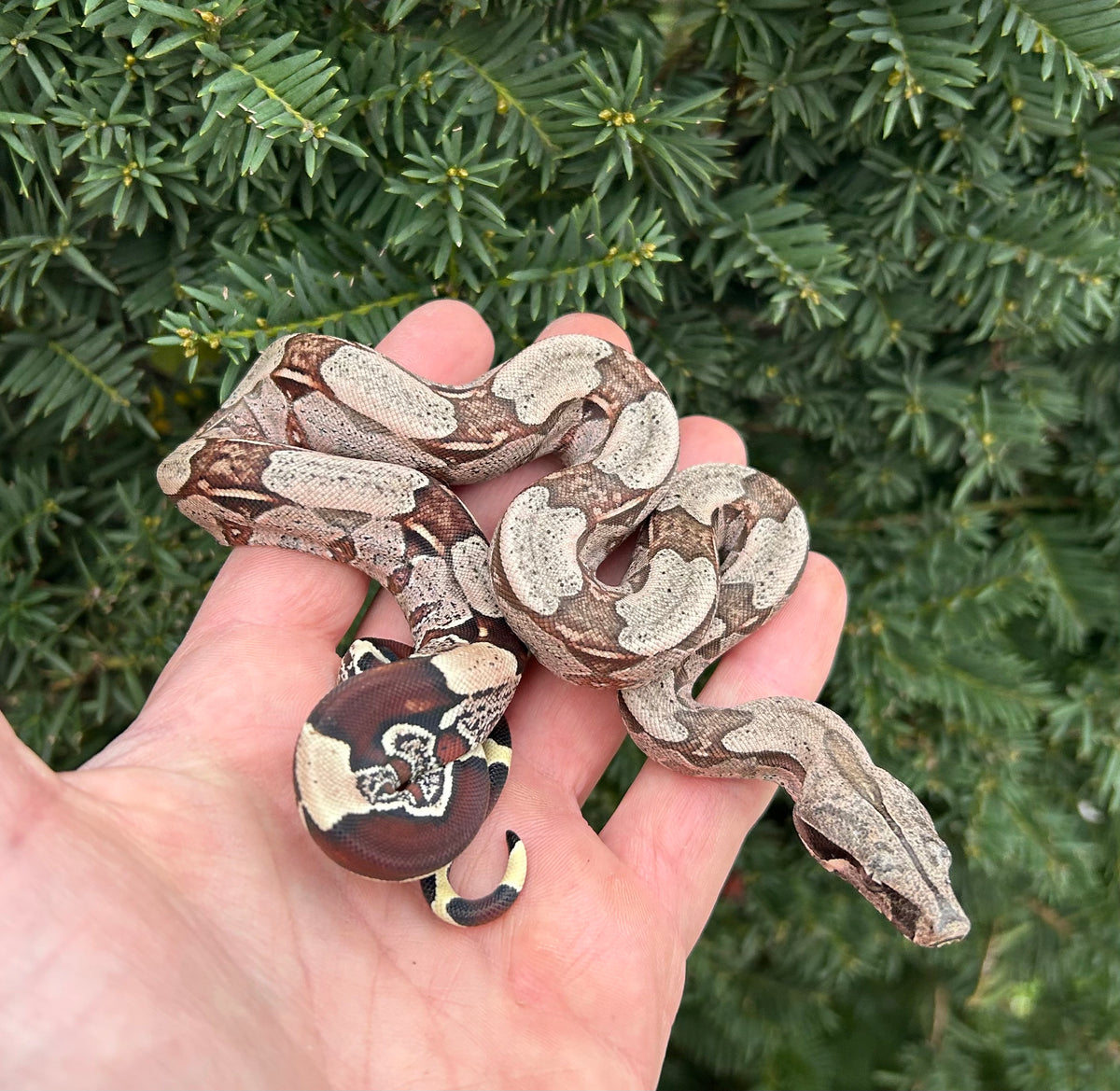 Baby Guyana Boa (Female 4) – Scales and Tails of Ohio