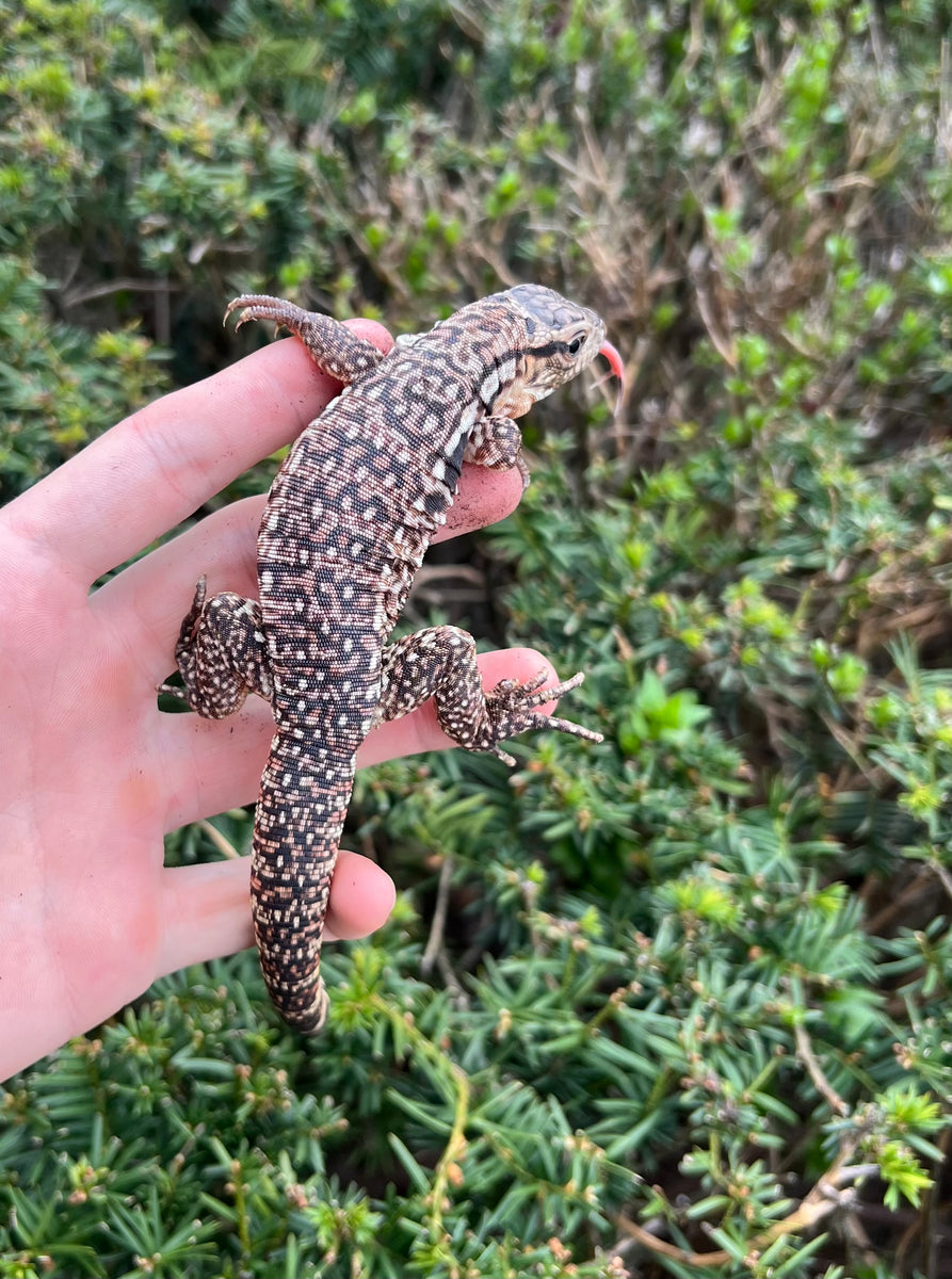 Baby Red Tegu – Scales and Tails of Ohio
