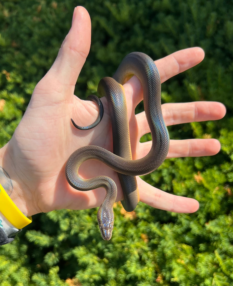 Juvenile Australian Water Python (Female) – Scales and Tails of Ohio
