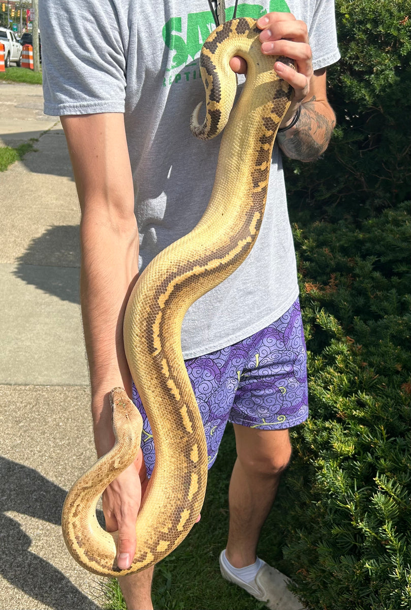 Adult Ivory Blood Python (Female) – Scales and Tails of Ohio
