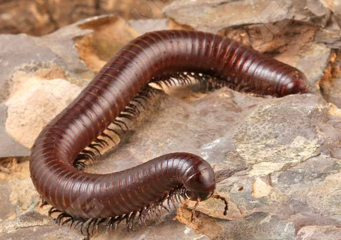 Desert Millipede – Scales and Tails of Ohio