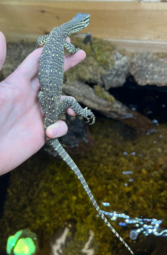 Monitors and Tegus – Page 2 – Scales and Tails of Ohio