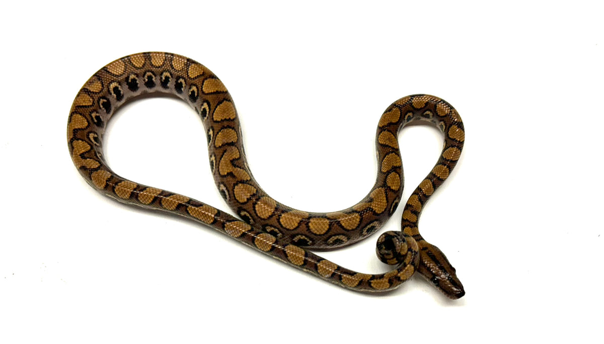 Yearling Brazilian Rainbow Boa (Male 1) – Scales and Tails of Ohio